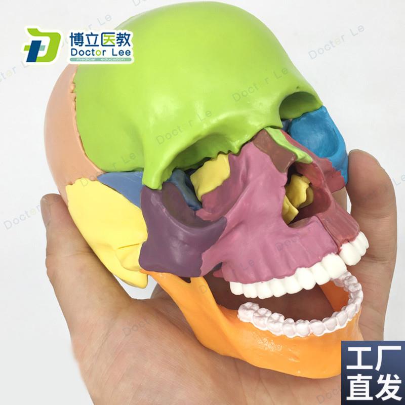 15部件头颅骨i模型彩色头骨模型医用牙科诊所教学用具可拆卸