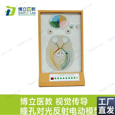 视觉传导瞳孔对光反射电动模型眼科模I型眼睛视觉成像原理展示