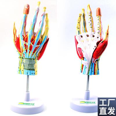 ENOVO颐诺u手部解剖模型手关节骨骼肌肉血管神经手外科腕关节手显