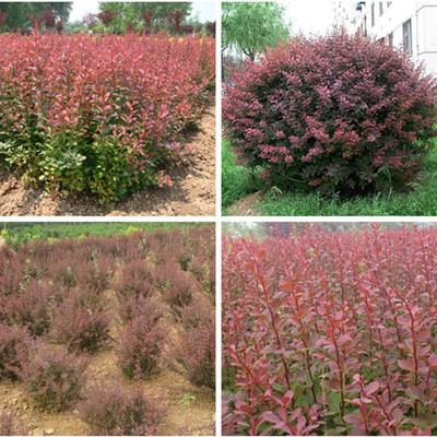 花镜彩色工程绿化苗红叶小檗紫叶