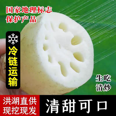 华贵新鲜脆藕洪湖莲藕水果藕生吃清炒当季蔬菜现挖新花藕清甜脆嫩
