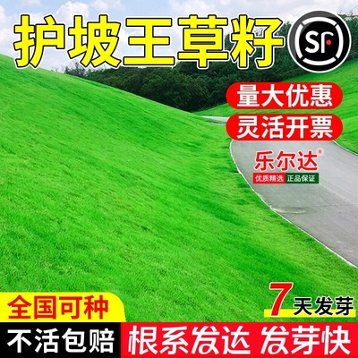 草坪种子不修剪草籽耐践踏四季