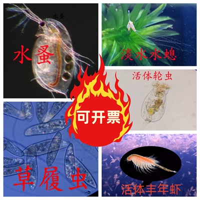 草履虫水螅水蚤涡虫学校生物实验