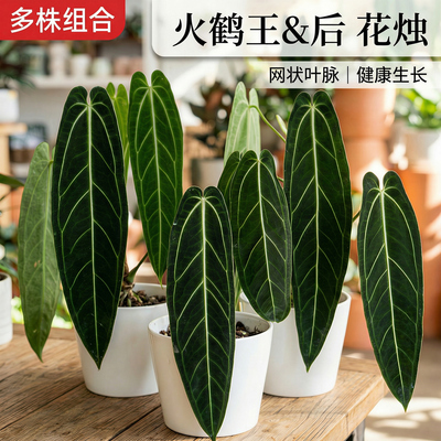 火鹤王花烛火鹤后花烛室内高级感热植盆栽天南星科观叶绿植好养活