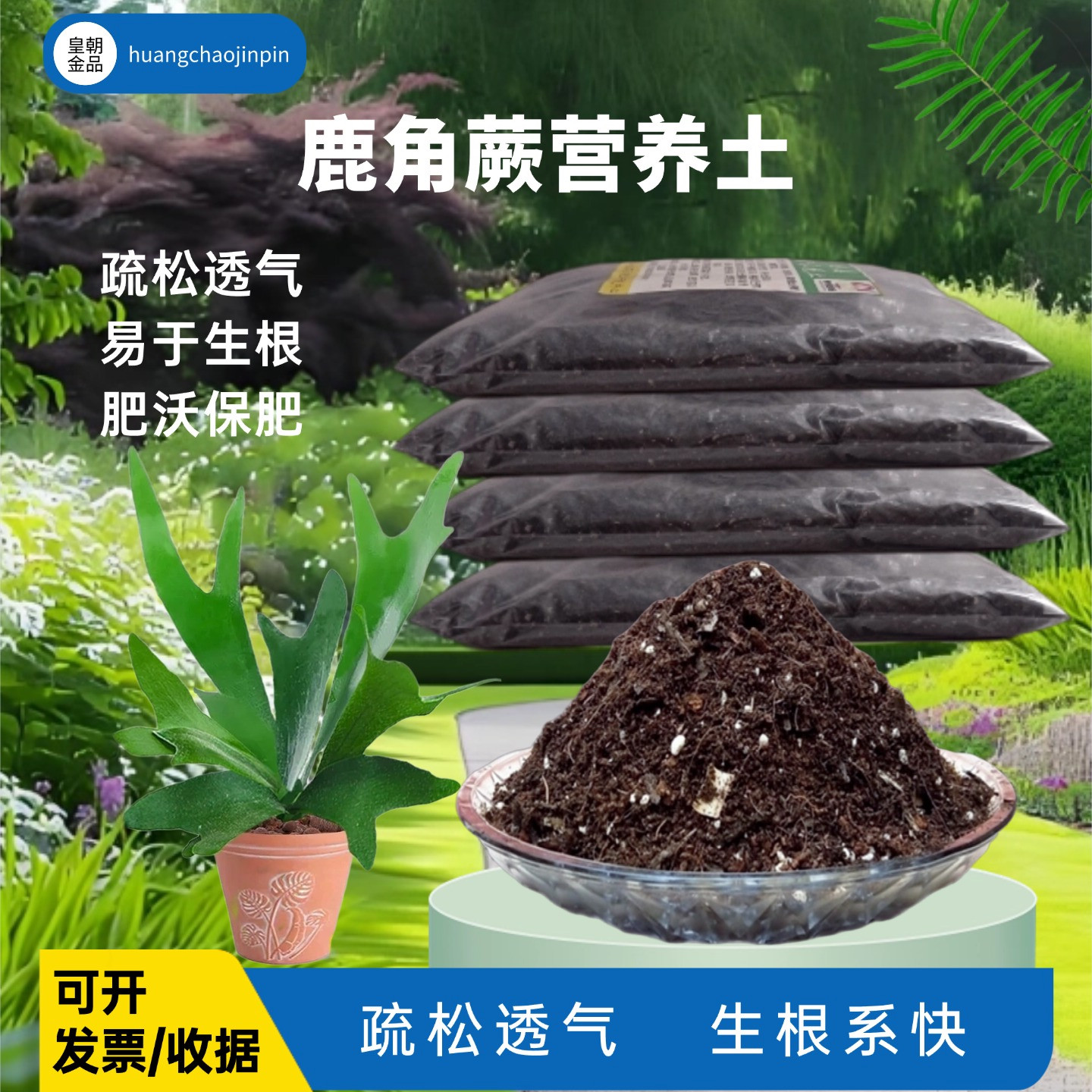 二岐鹿角蕨盆栽田园营养土女王皇冠银鹿蕨植物疏松育苗移栽种植土