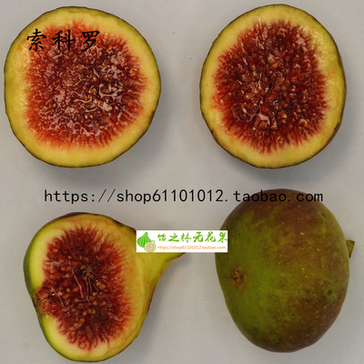 饴之林 索科罗无花果树苗 可南北盆栽地栽 蜜甜丰产 甜度高口感好