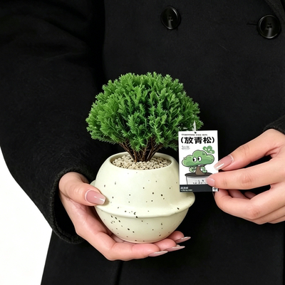 【放青松】雾凇盆栽办公室工位绿植客厅驱蚊懒人好养植物摆件送礼