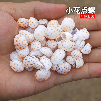 天然海螺贝壳小花点螺寄居蟹壳鱼缸造景水族箱装饰手工DIY材料