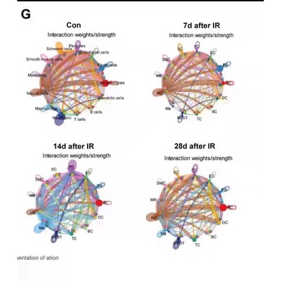 单细胞转录组scRNA-seq全代码流程. 全部代码均有详细中文注释