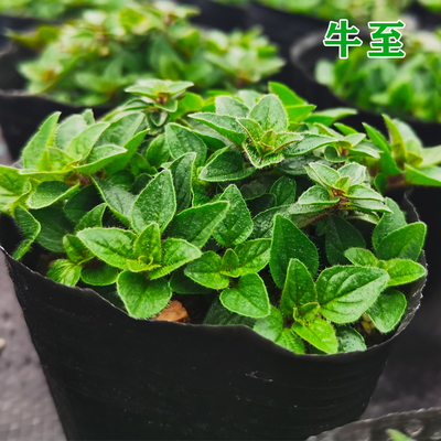 甜牛至苗做西餐可食用