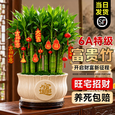 6A特级富贵竹节节高升不活包补