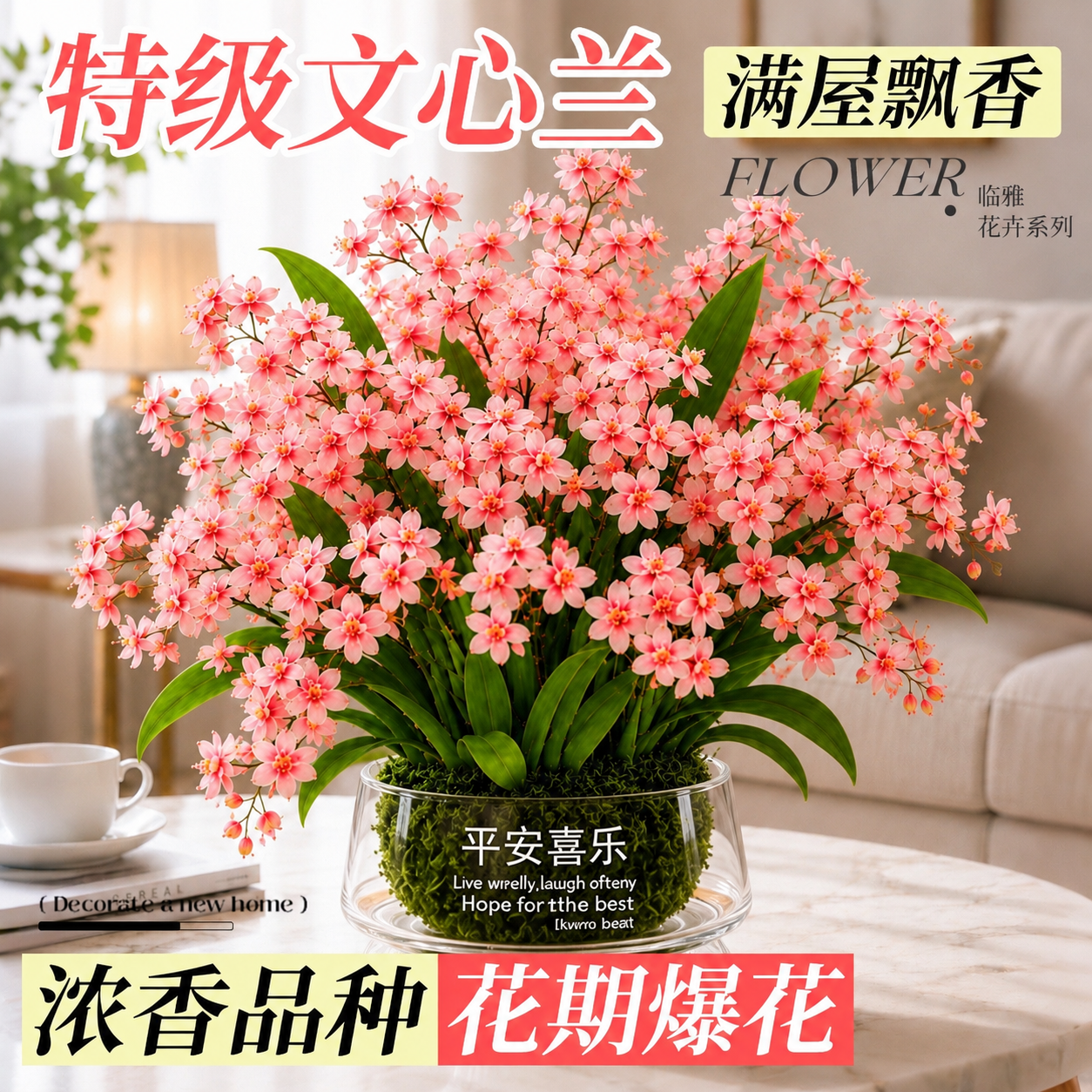 兰花文心兰带花苞盆栽梦香兰水培室内客厅四季桌面绿植浓香型好养