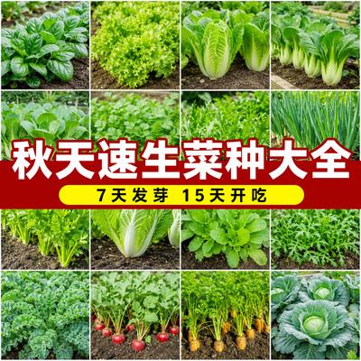 【秋播蔬菜种大全】包成活至发芽