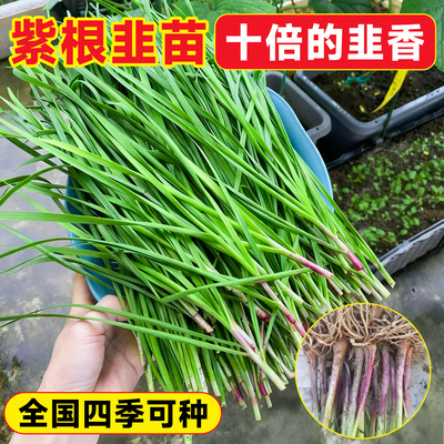 【当季头茬带土现挖】紫根韭菜苗