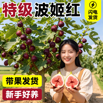 【精选壮苗】波姬红新手好养