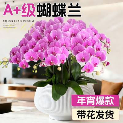 【特级蝴蝶兰】带花发货不活包赔
