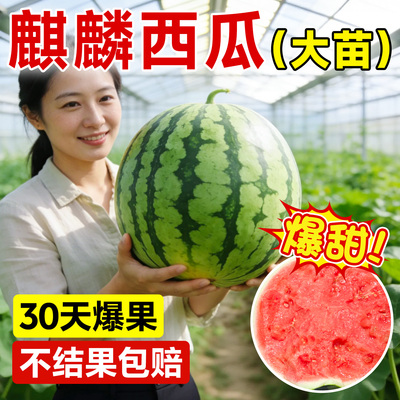 麒麟8424西瓜苗包结果30天吃西瓜