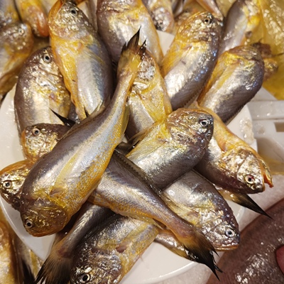 宁波舟山特产黄花鱼新鲜梅鱼