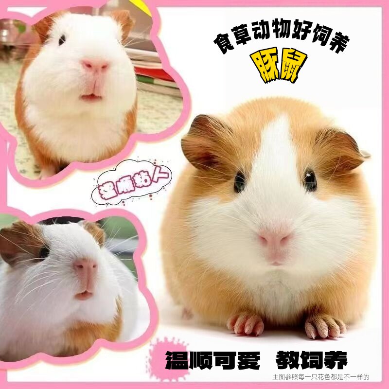 荷兰猪活物豚鼠活宠幼崽豚鼠活体宠物荷兰鼠猪猪彩豚黑豚家养小宠