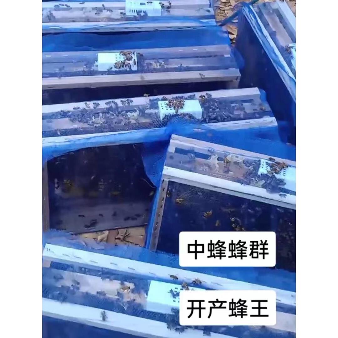 顺丰京东中蜂蜂群笼蜂出售带箱蜜蜂活群土蜂带开产王蜜蜂授粉蜂