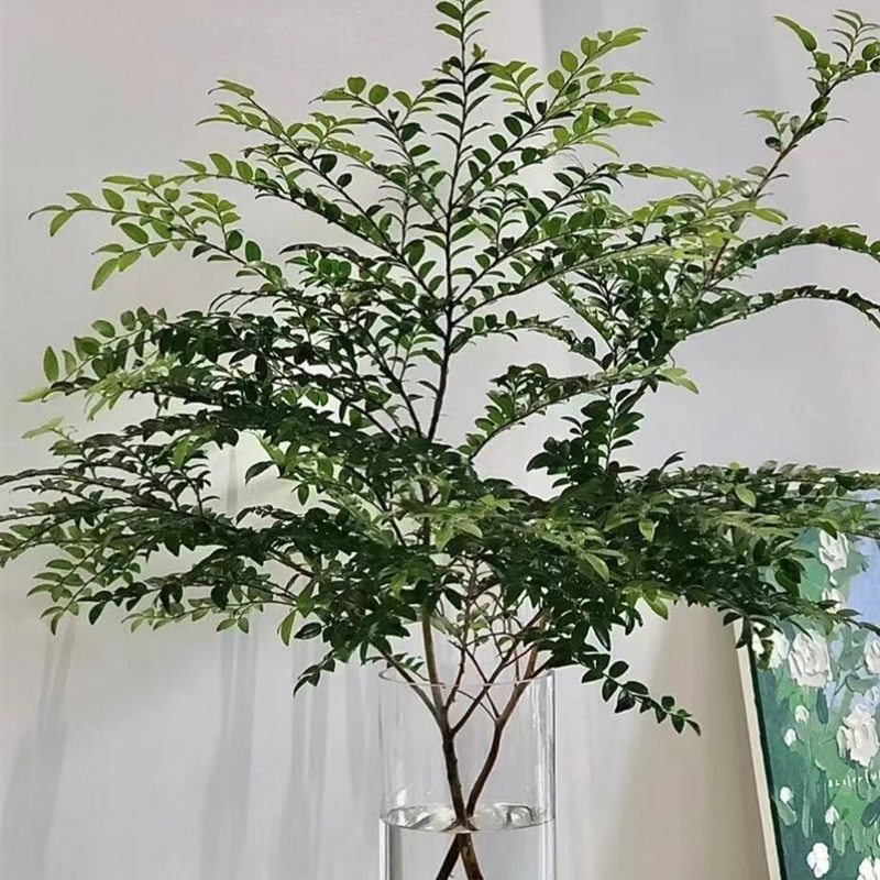 美男树水b培绿植物鲜切枝马醉木平替7080厘米客厅卧室装饰易养活