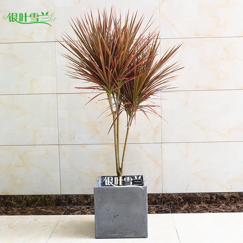 千年木盆栽 大型老桩七彩铁造型绿植客厅阳台植物北欧风净化空气