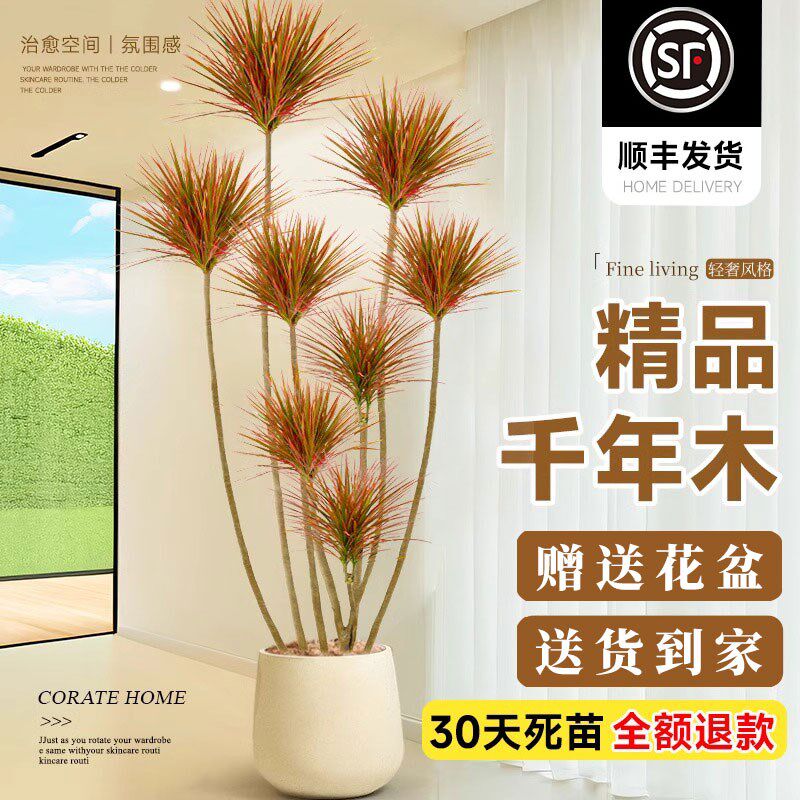千年木客厅绿植大型植物盆栽室内七彩铁龙血树落地式造景好养真树