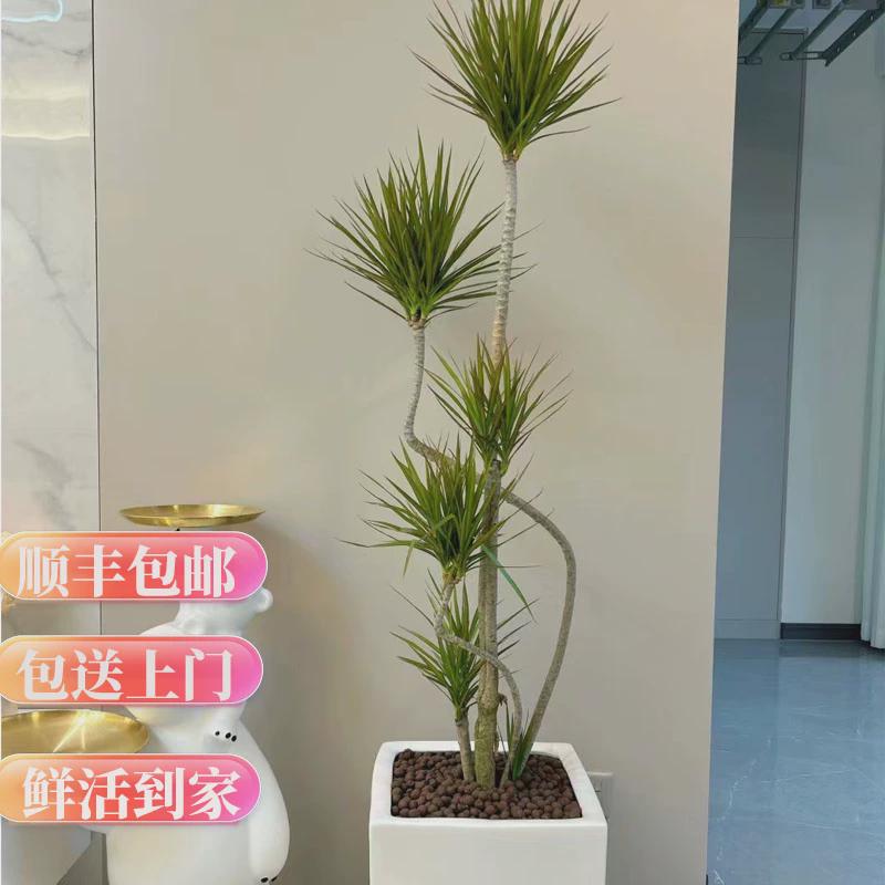 千年木大型室内盆栽多头千年木绿植客厅办公室千年木植物造型盆景