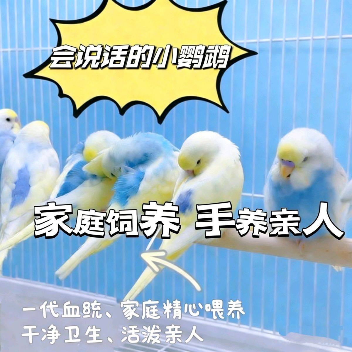鹦鹉活体活鸟宠物鸟虎皮鹦鹉会学说话的鸟类宠物家养大头虎皮鹦鹉