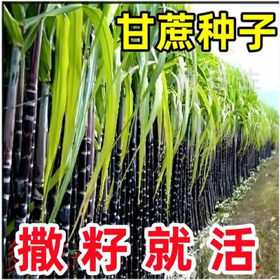 【高产带芽】甘蔗种子红