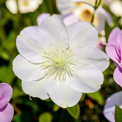 帅帅园艺【格恩西岛】白色小清新型阳台盆栽庭院地栽种植耐荫耐寒