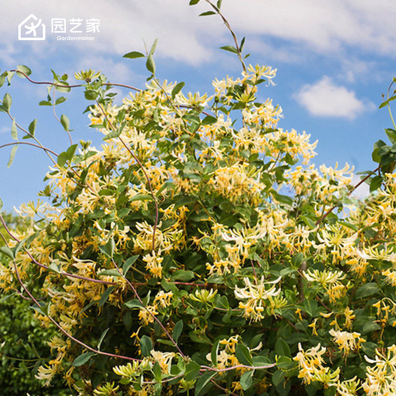 金银花虹运绵绵多年生可食用庭院芬芳落叶藤本花卉可泡花茶盆栽苗