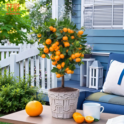 花彩果树裸根苗葡萄柑橘地栽耐寒