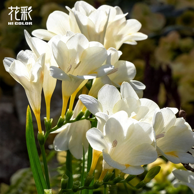 花彩原生小苍兰种球球根盆栽好养