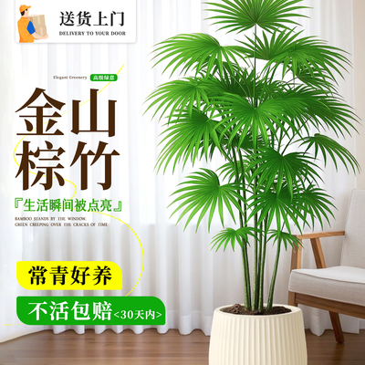 金山棕竹大型绿植物客厅盆栽