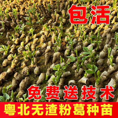 广东粤北山区无渣粉葛苗种苗包邮