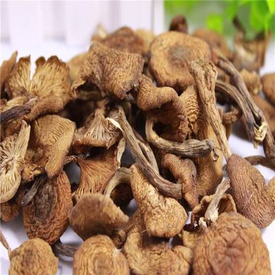 长白山纯正野生榛蘑东北名菜小鸡炖蘑菇食材250克/500克包邮