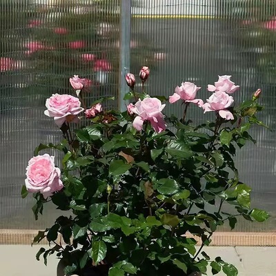 玛里斯丹麦月季四季开花爬藤月季