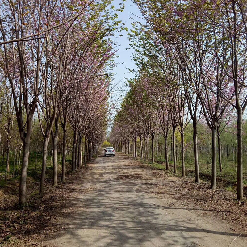 园林绿化苗木基地 巨紫荆树苗 巨紫荆乔木大树 3公分-15公分
