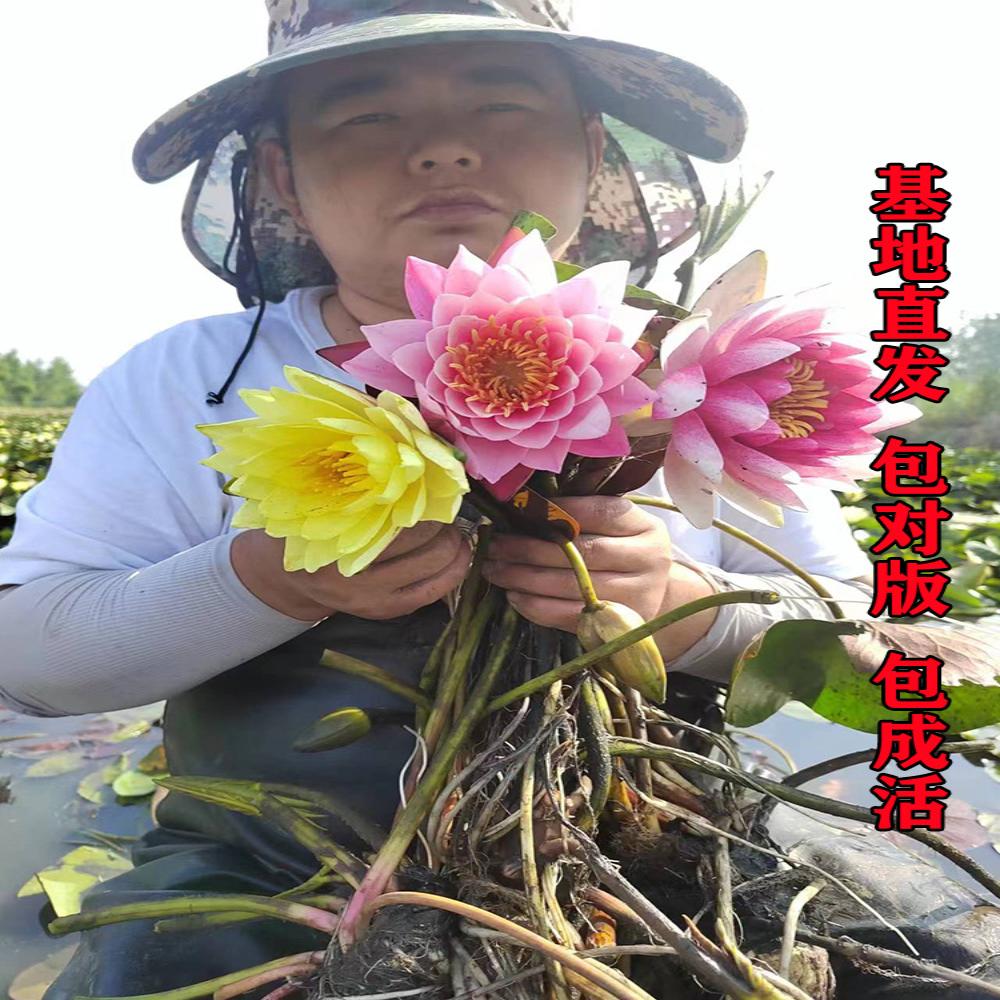 池塘观赏盆栽水培水养睡莲苗鱼池水生植物小型水养睡莲根块苗荷花