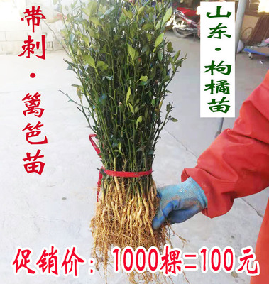 山东嫁接砧木防盗粗壮旺盛枸橘苗