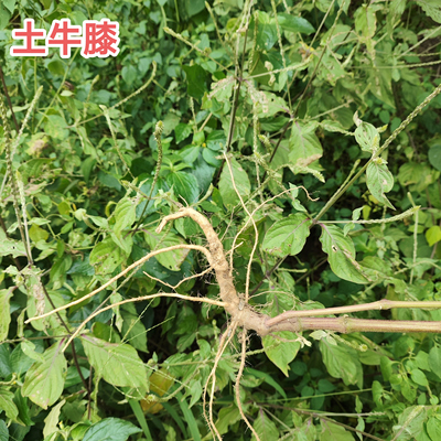 新鲜倒扣草 现采土牛膝 全棵带根广东中草药材牛七牛土牛漆  包邮