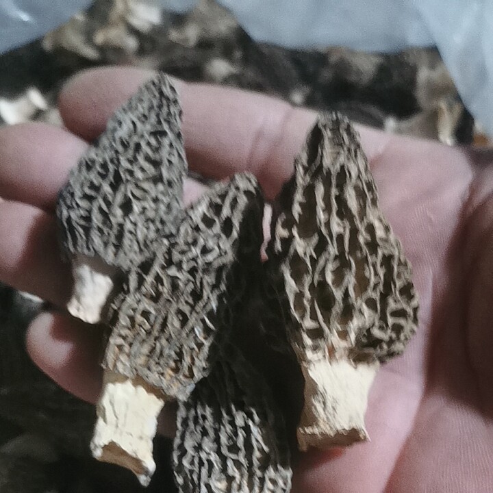 羊肚菌干货煲汤食材食用菌菇牛肚菌新鲜营养儿童滋补老人汤包