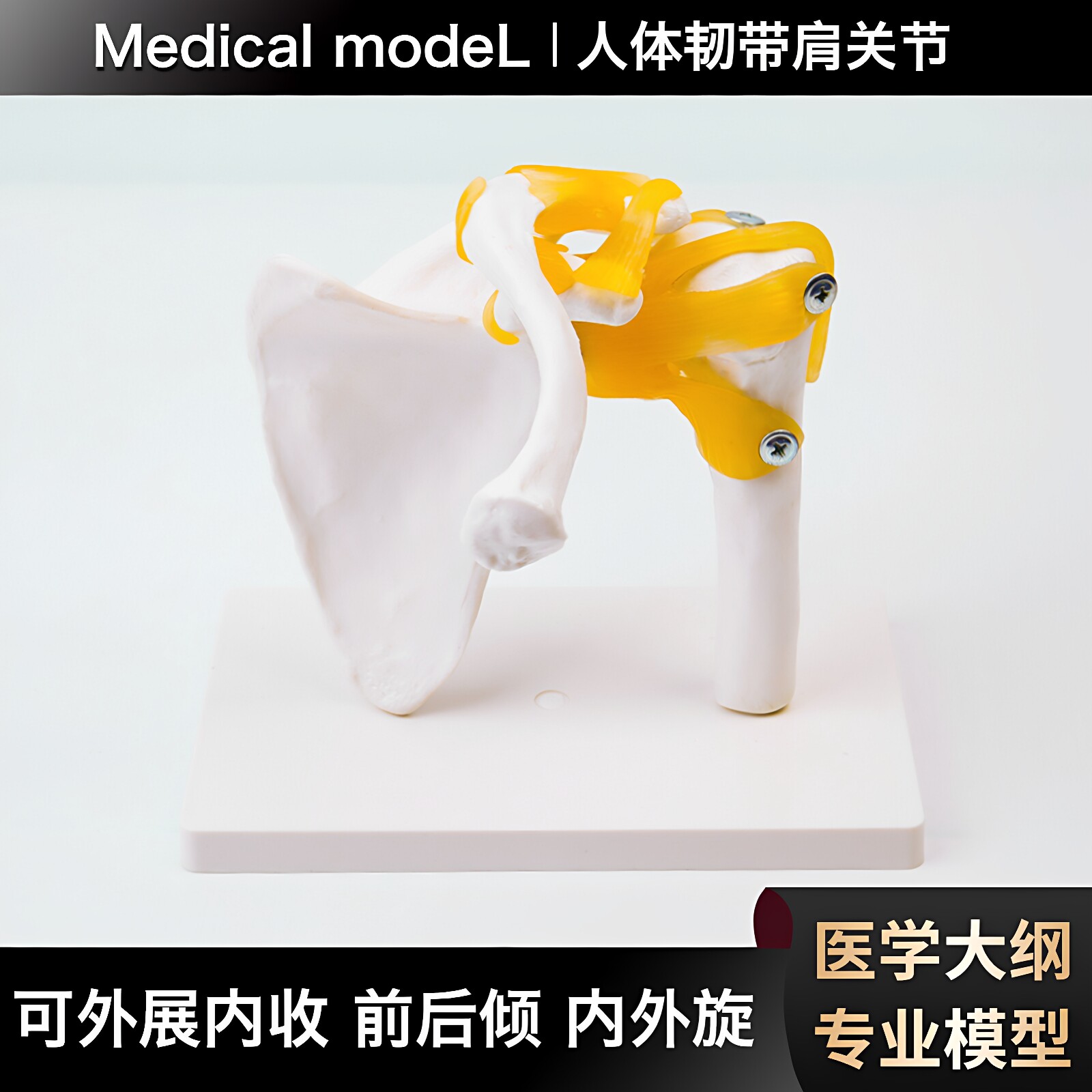 肩关节模型功能型肩关节标本教学仿真肩关节肩关节模型带韧带肩膀