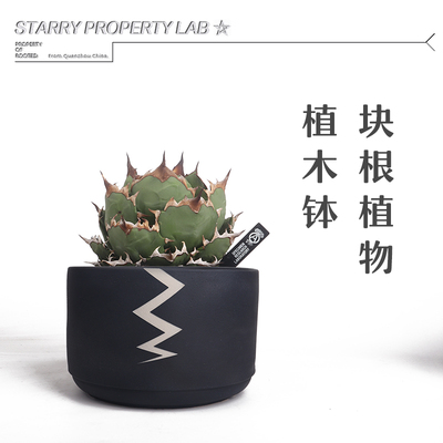 94潮流块根植物龙舌兰龟甲龙块根SRL花盆陶瓷NEIGHBORHOOD藤原浩