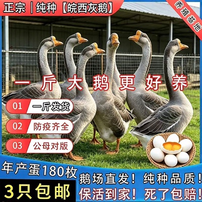 一斤纯种灰鹅苗雁鹅正宗皖西灰鹅大种鹅苗鹅活体高产蛋王鹅苗现货