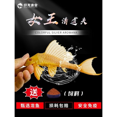 女王清道夫黄金色红眼豹纹大帆大型小型清理鱼缸鱼池鱼粪便观赏鱼
