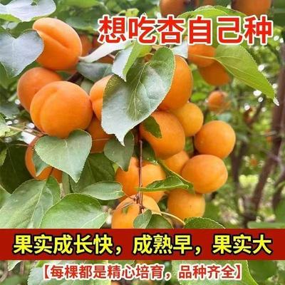 杏树苗特大帝王杏子树苗大果盆栽地栽耐寒耐旱南北方种植当年结果