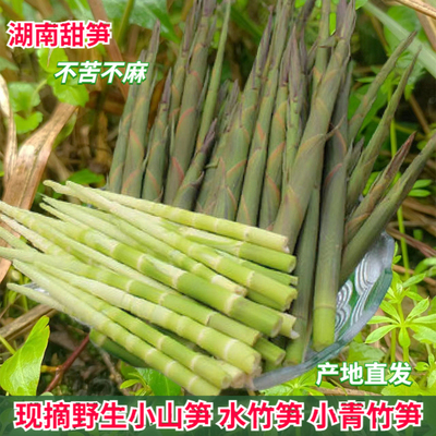 竹笋小竹笋甜笋野生新鲜湖南