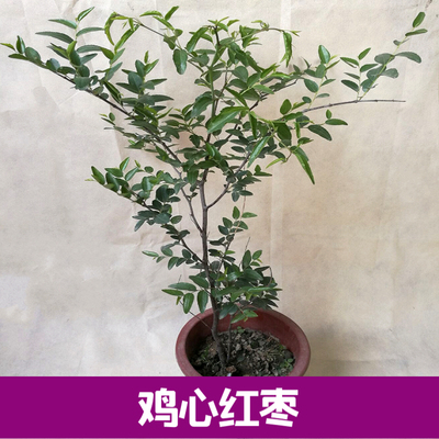 嫁接苗枣树苗新迅鸡心红枣